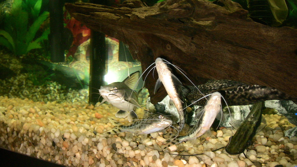 Info on my Pictus Catfish Are they also know as angelicus catfish ...